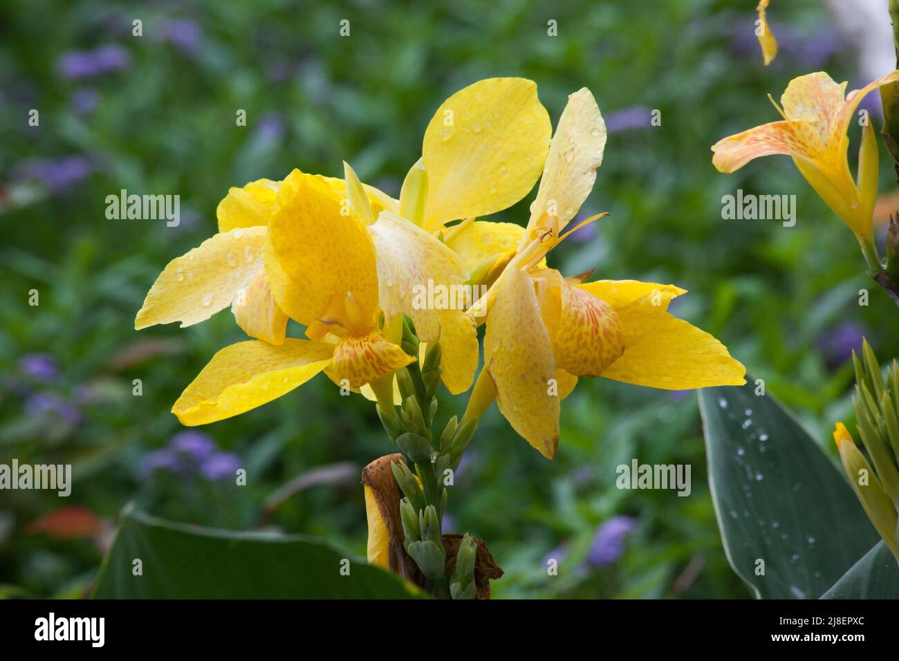 Yellow Canna Lily in the sunshine Stock Photo - Alamy