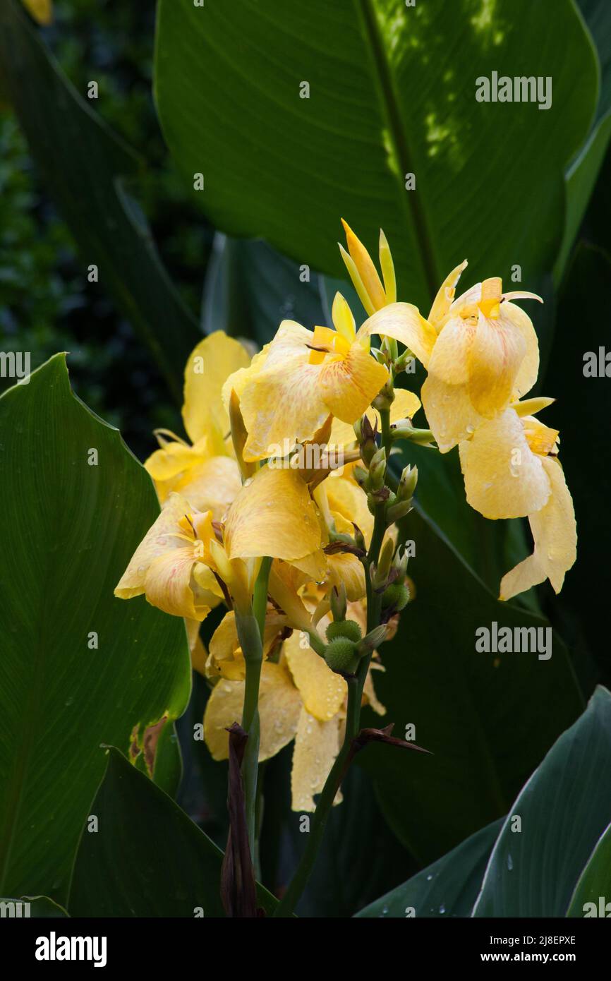 Yellow canna lily hi-res stock photography and images - Alamy
