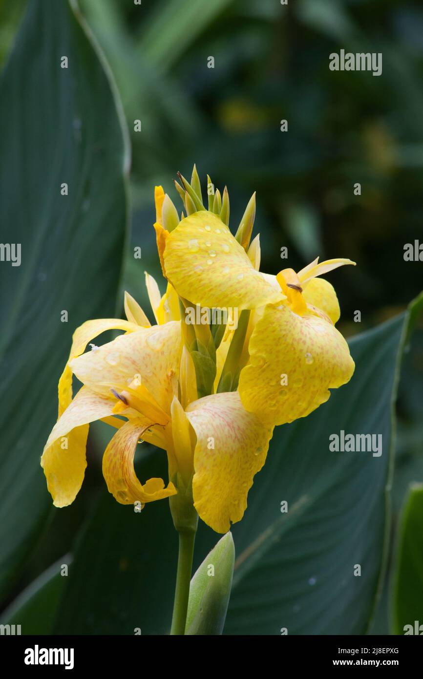 Yellow Canna Lily in the sunshine Stock Photo - Alamy