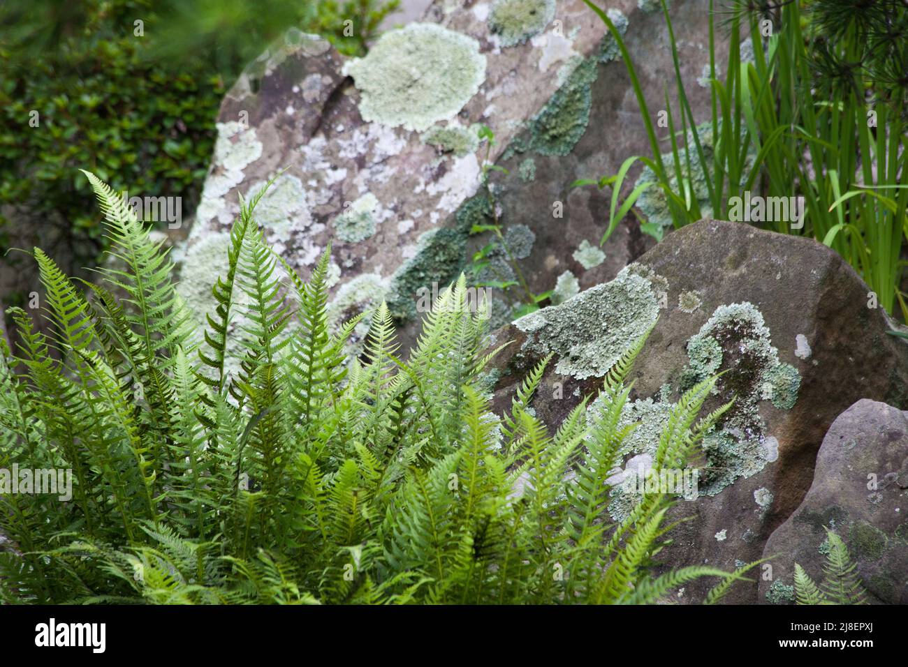Green Fern and rock with lichen Stock Photo - Alamy