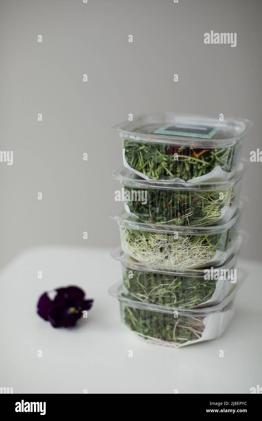 Raw healthy microgreen in a transparent box Stock Photo - Alamy