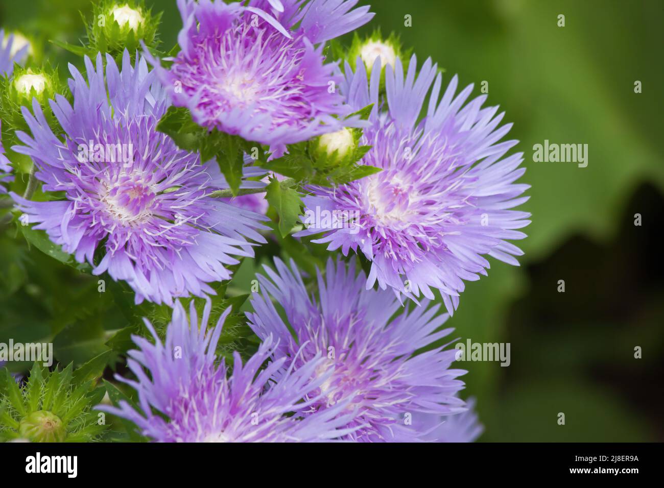 Purple flower in a garden Stock Photo - Alamy