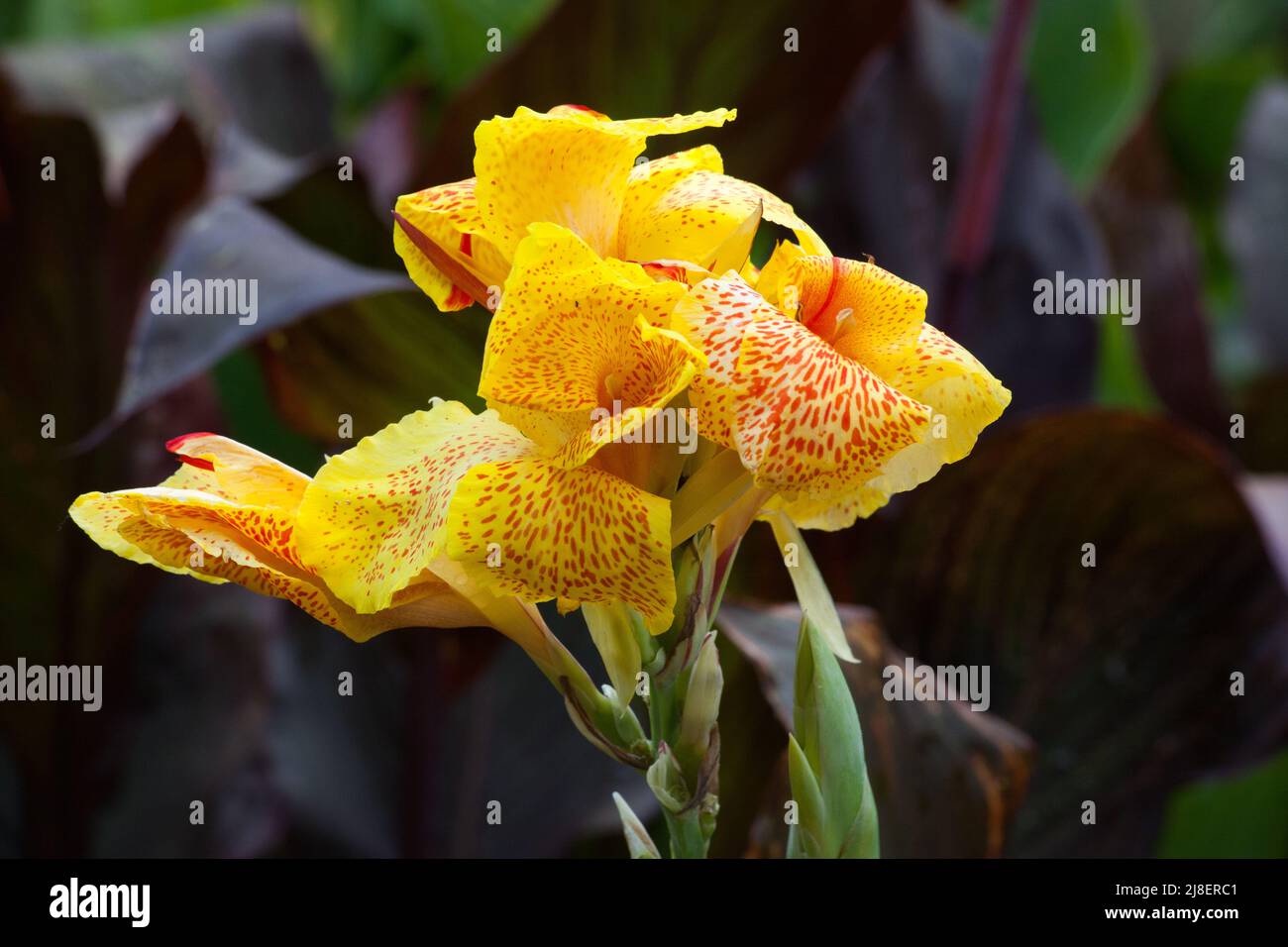 Yellow Canna Lily in the sunshine Stock Photo - Alamy