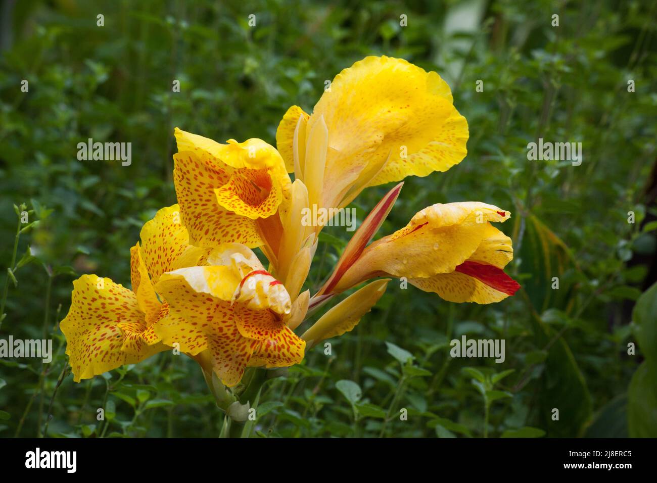 Yellow Canna Lily in the sunshine Stock Photo - Alamy