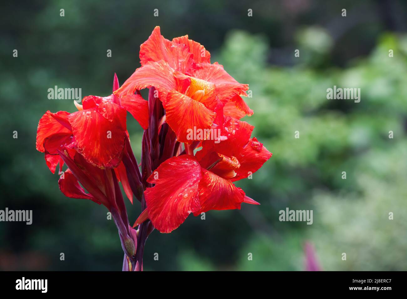 Red Canna Lily in a garden Stock Photo - Alamy