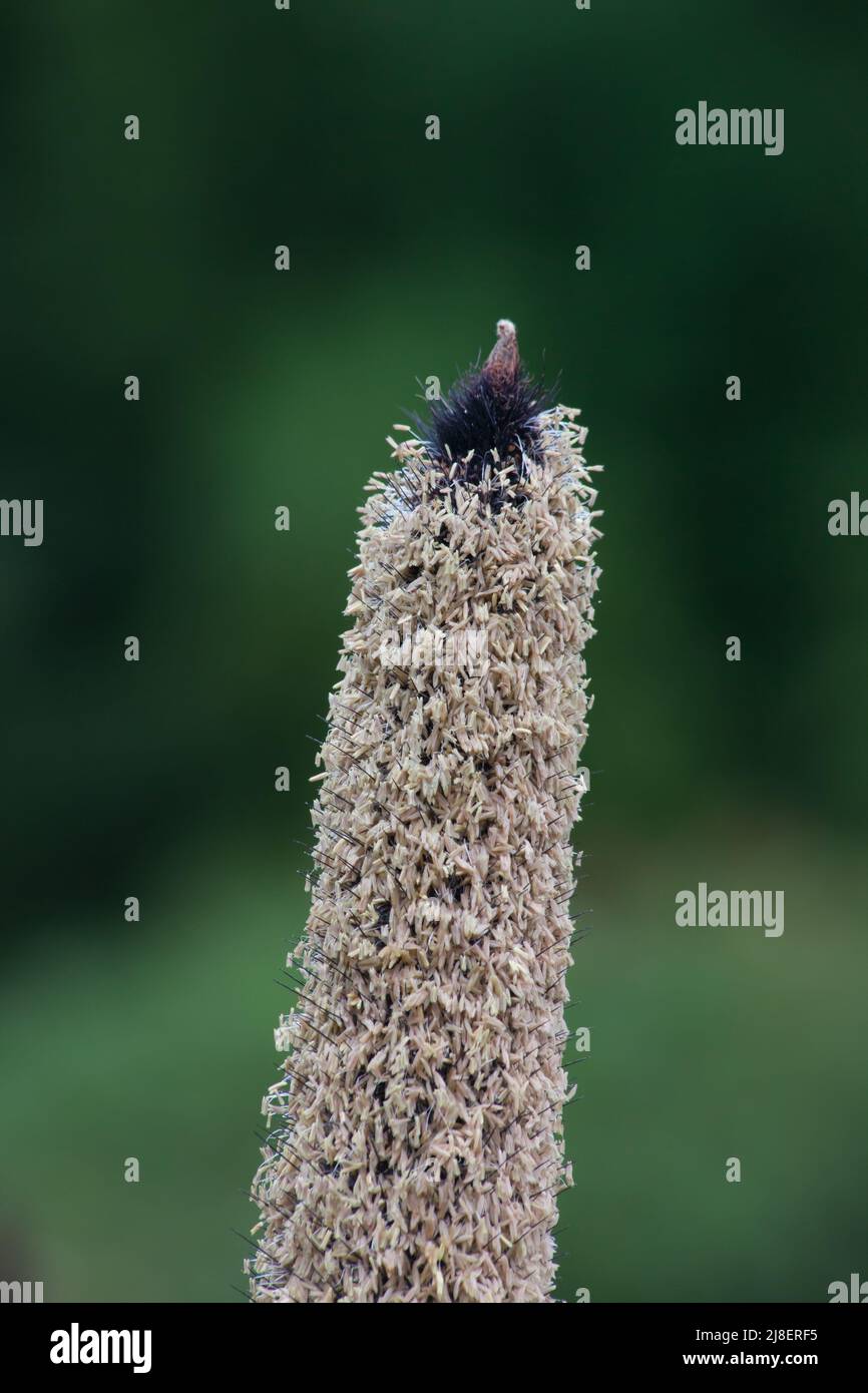 Flowering rod hi-res stock photography and images - Alamy