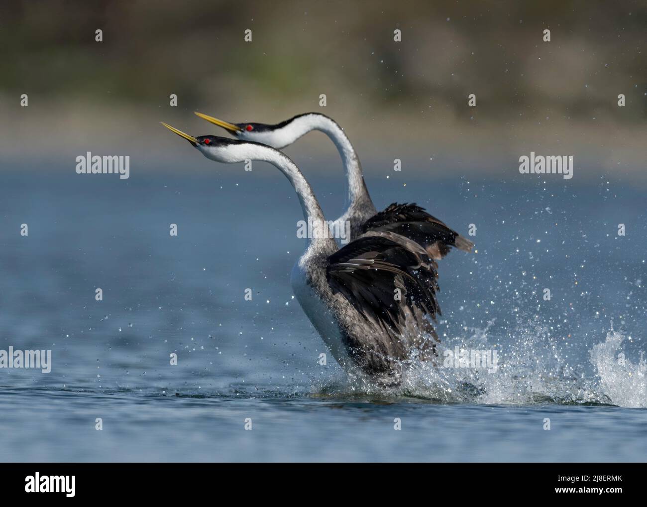 Western Grebe (Aechmophorus occidentalis), breeding ritual dance, rush ...