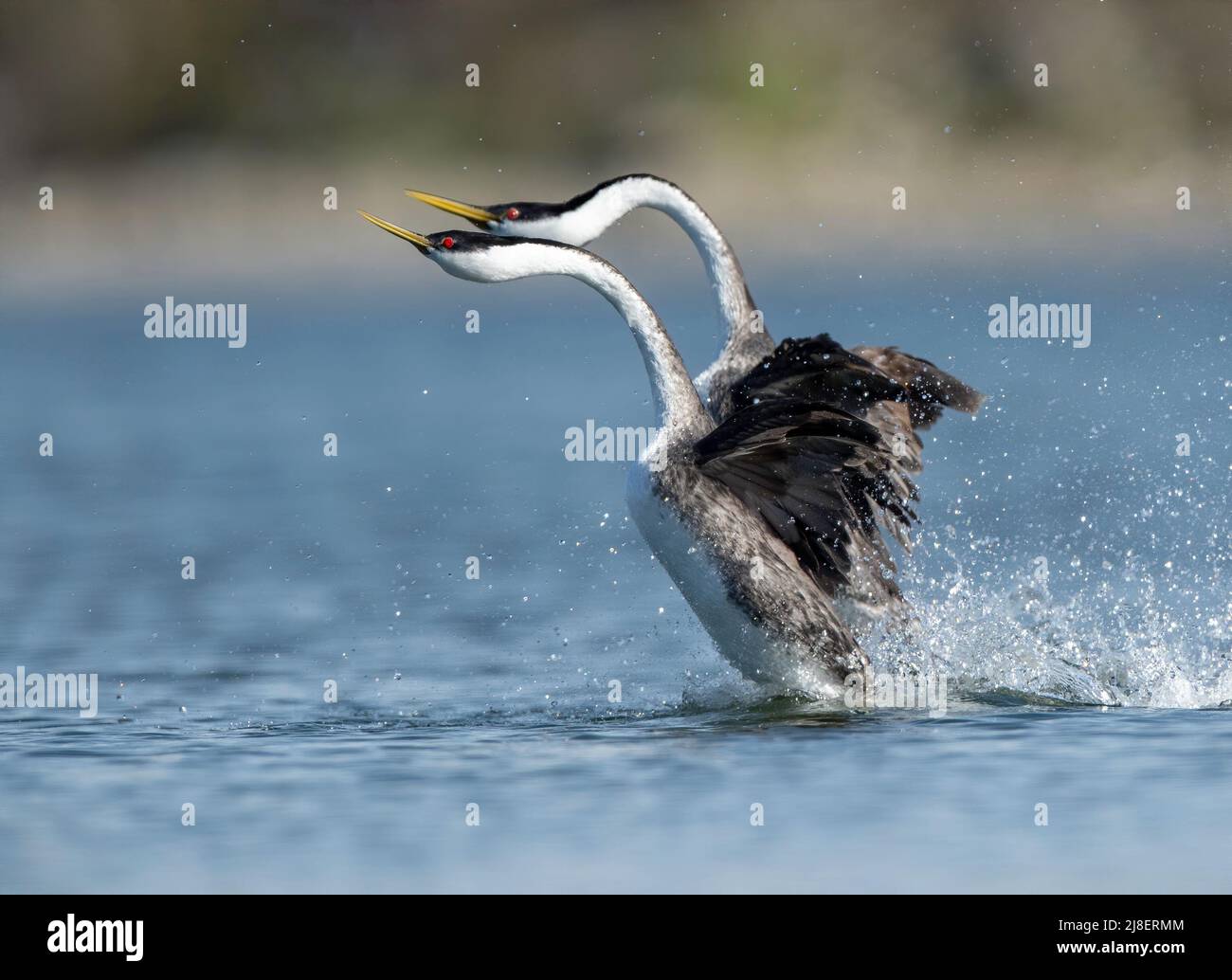 Western Grebe (Aechmophorus occidentalis), breeding ritual dance, rush ...
