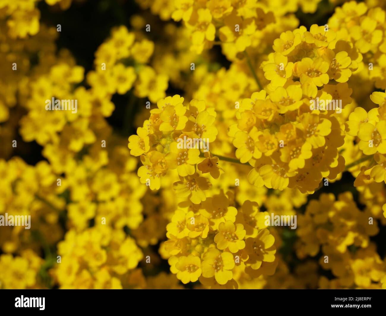 Yellow flowers in the garden Stock Photo - Alamy