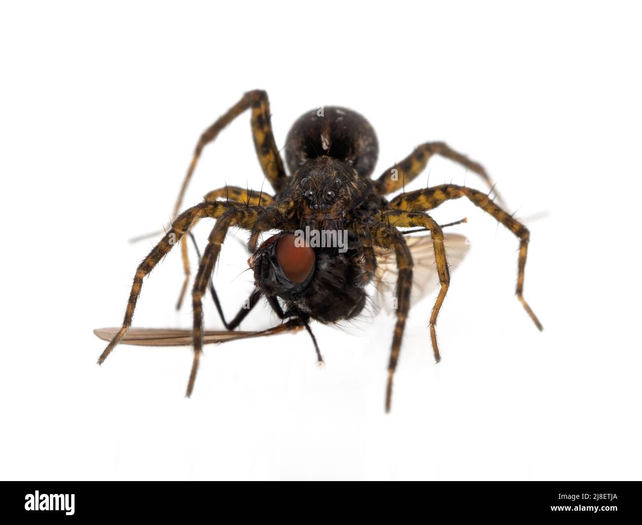 front view of a female wolf spider (Pardosa vancouveri) feeding on a ...