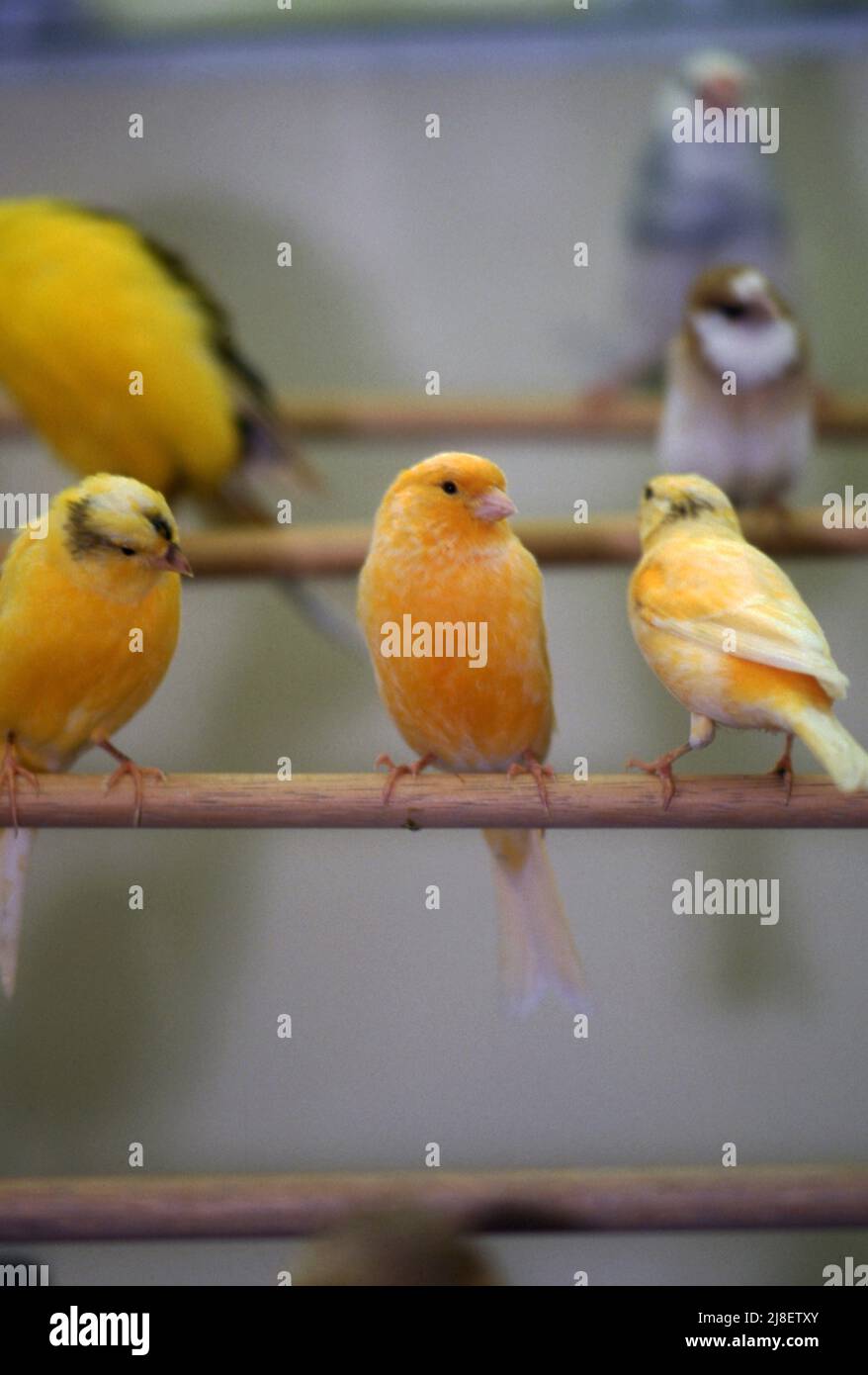 CANARIES ON A PERCH IN AN AVIARY Stock Photo - Alamy
