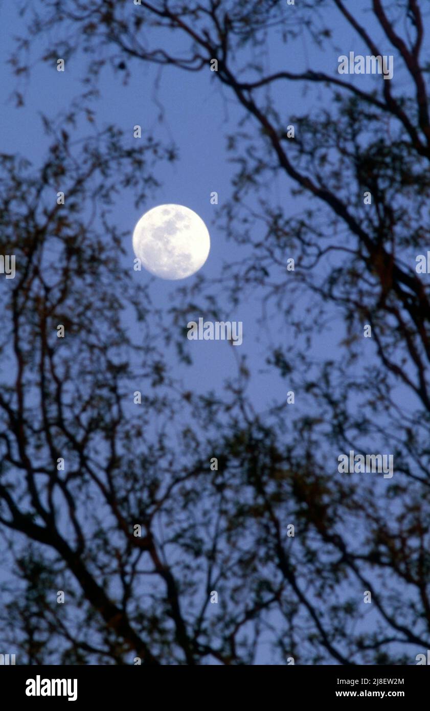 Moonlight through the tree hi-res stock photography and images - Alamy