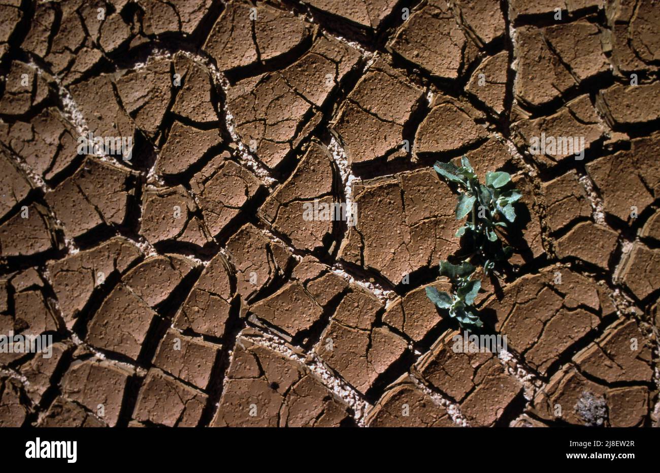 CLOSE-UP OF CRACKED AND DRIED MUD FOLLOWING SEVERE DROUGHT CONDITIONS ...