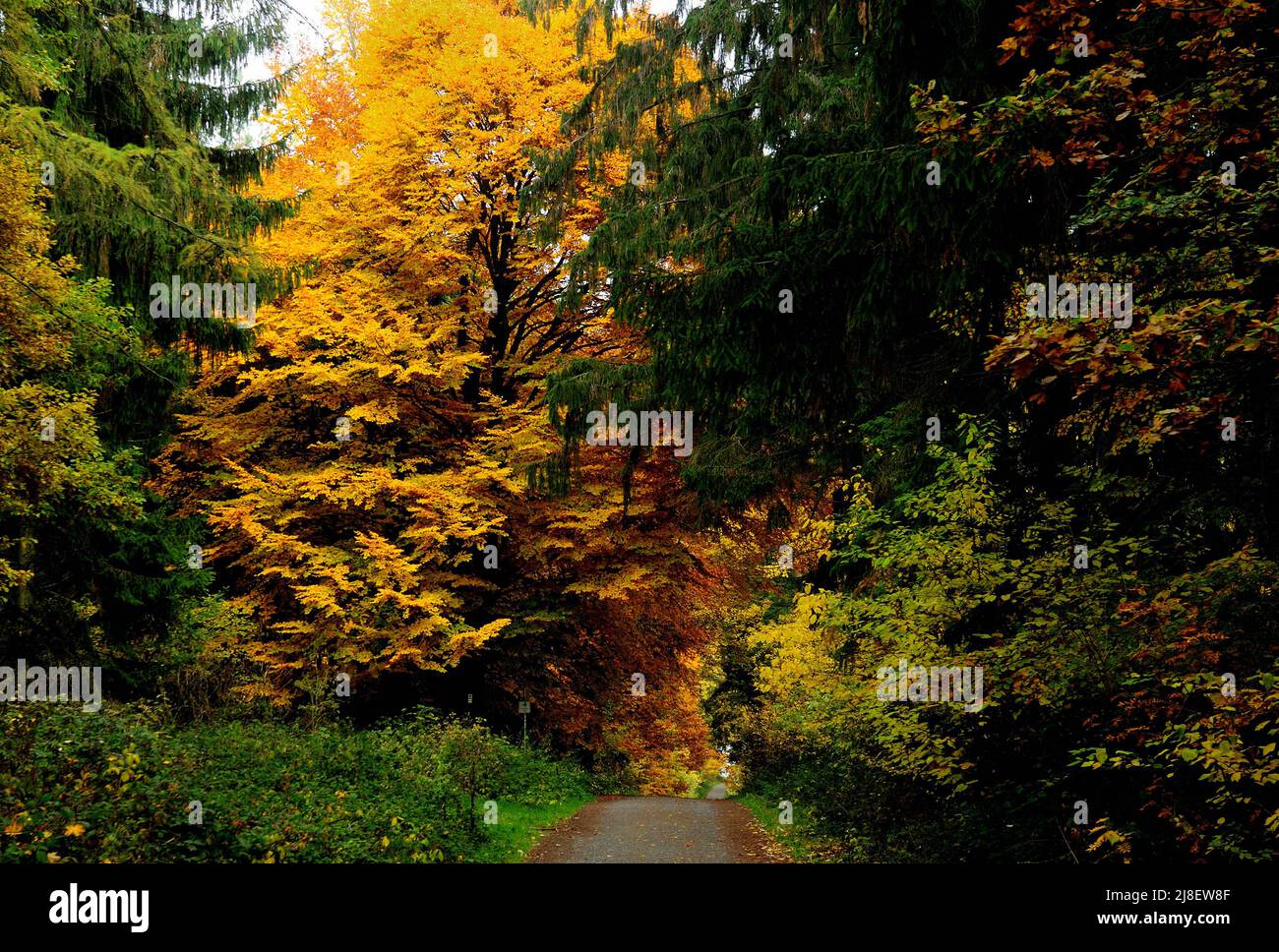 Fall Foliage In The Forest Around Eschbacher Klippen Hesse Germany On A ...