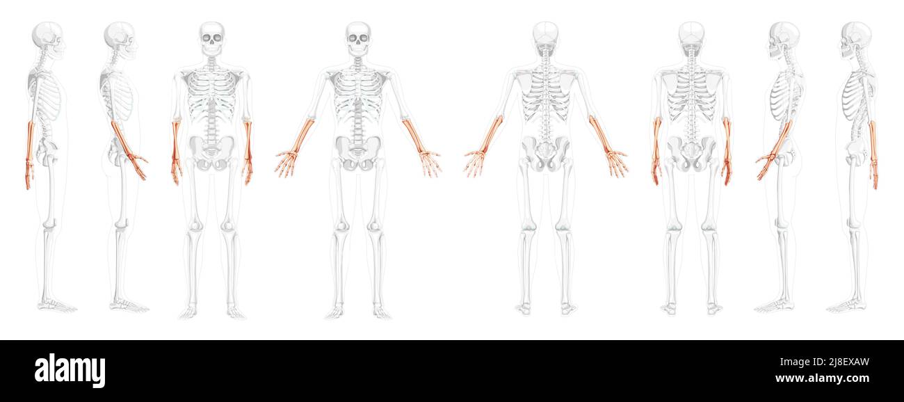 Skeleton Forearms Human radius, hand front back side view with partly ...