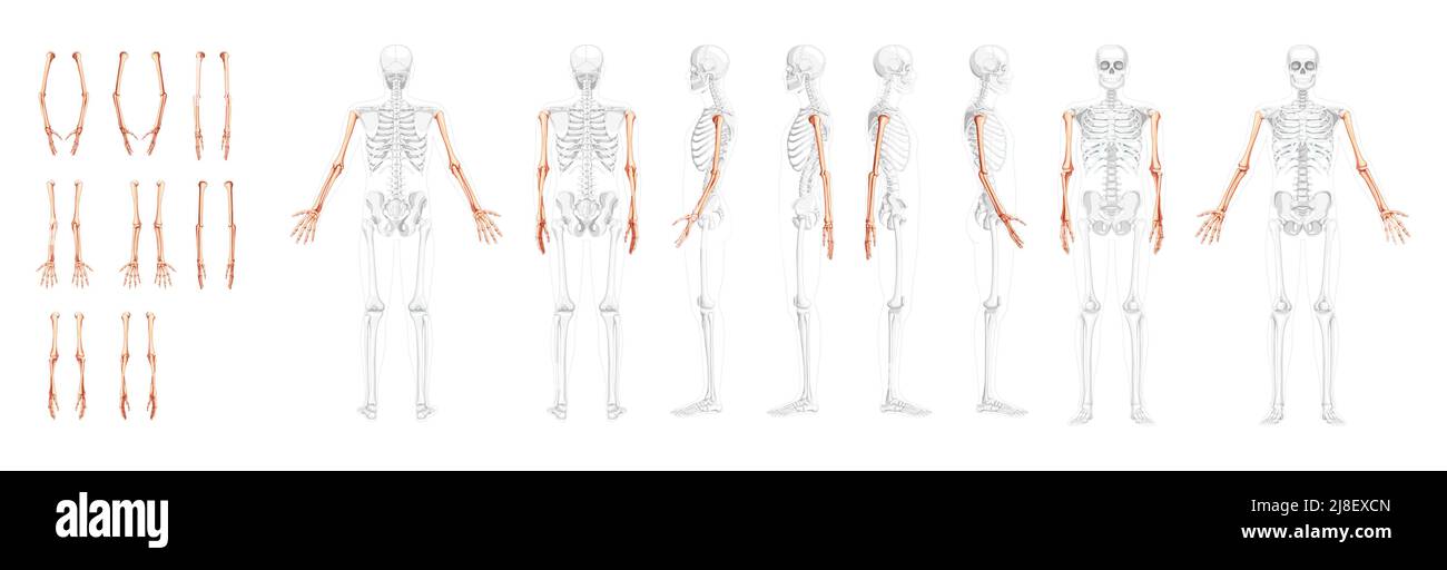 Set of Skeleton Arms Human front back side view with partly transparent ...