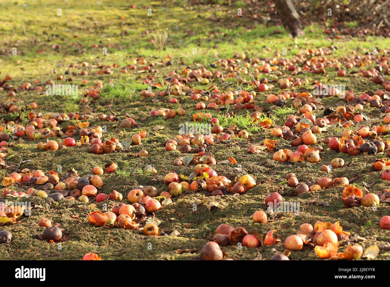 Rotten apple ground hi-res stock photography and images - Alamy