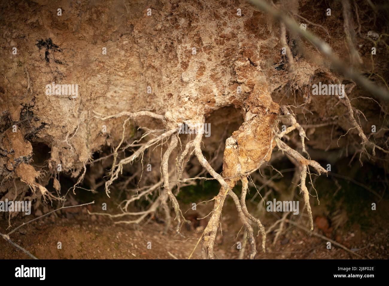 Mahogany tree, florida hi-res stock photography and images - Alamy