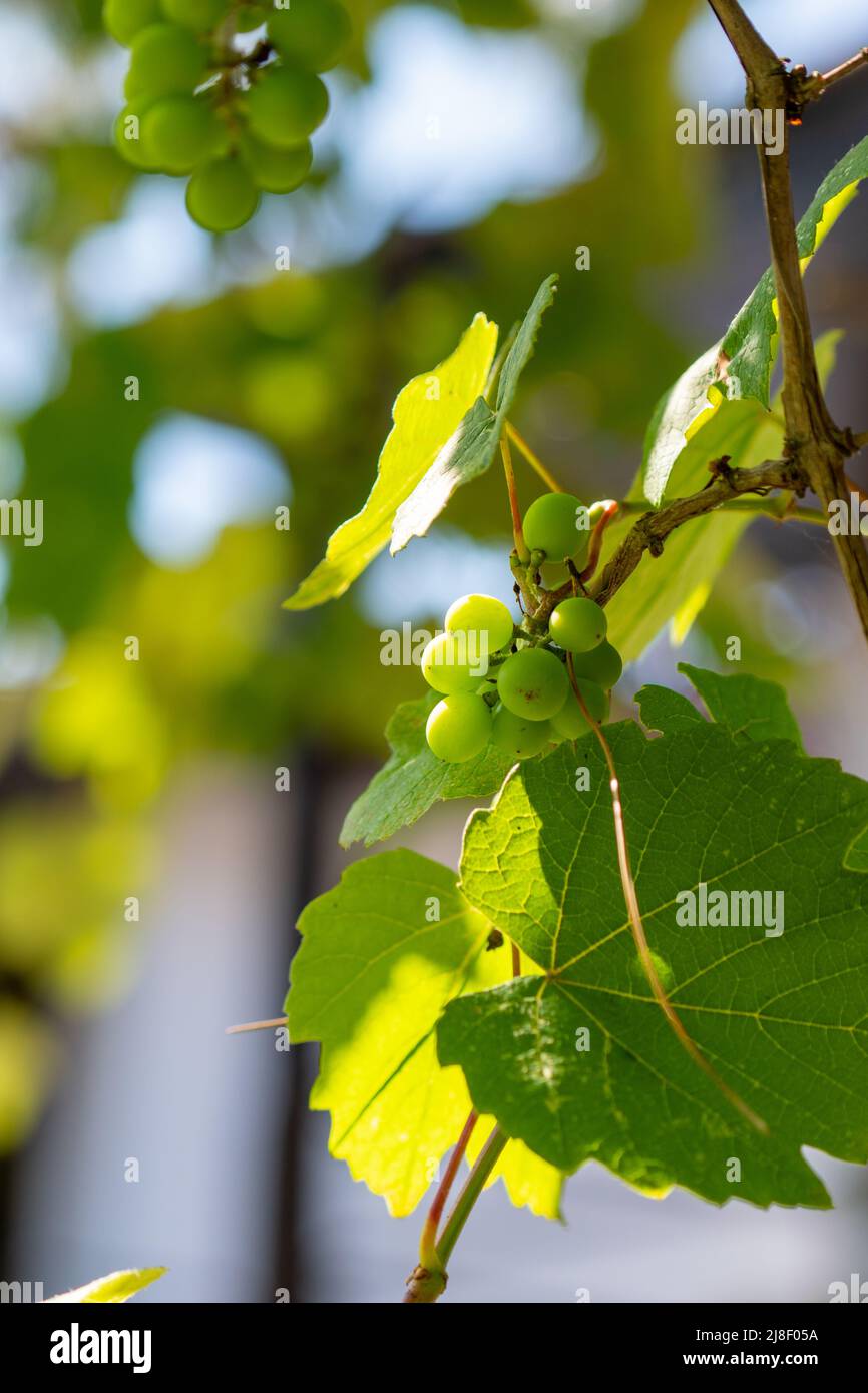 Grapes on branch hi-res stock photography and images - Alamy