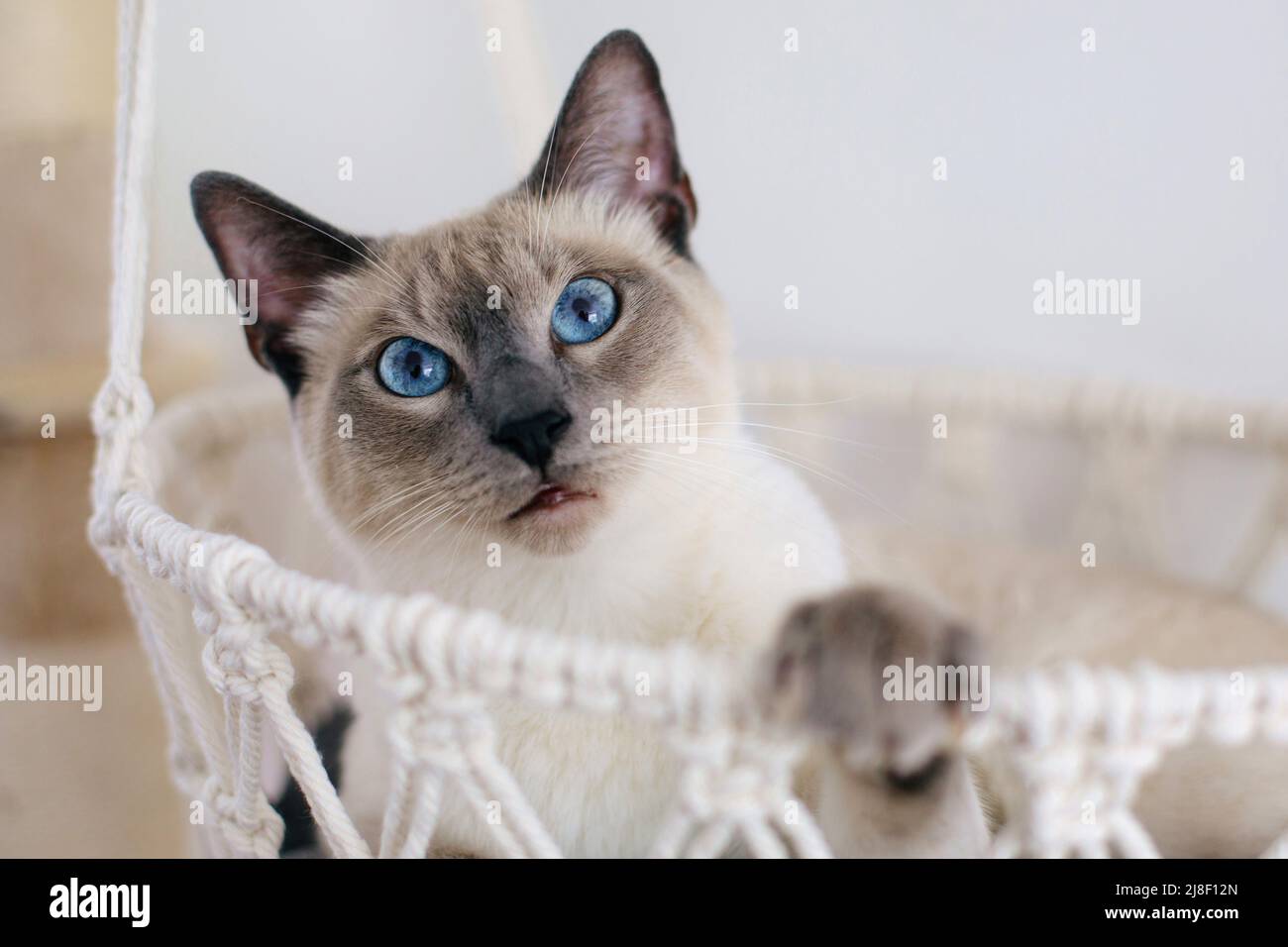 Lilac Point Siamese Cat