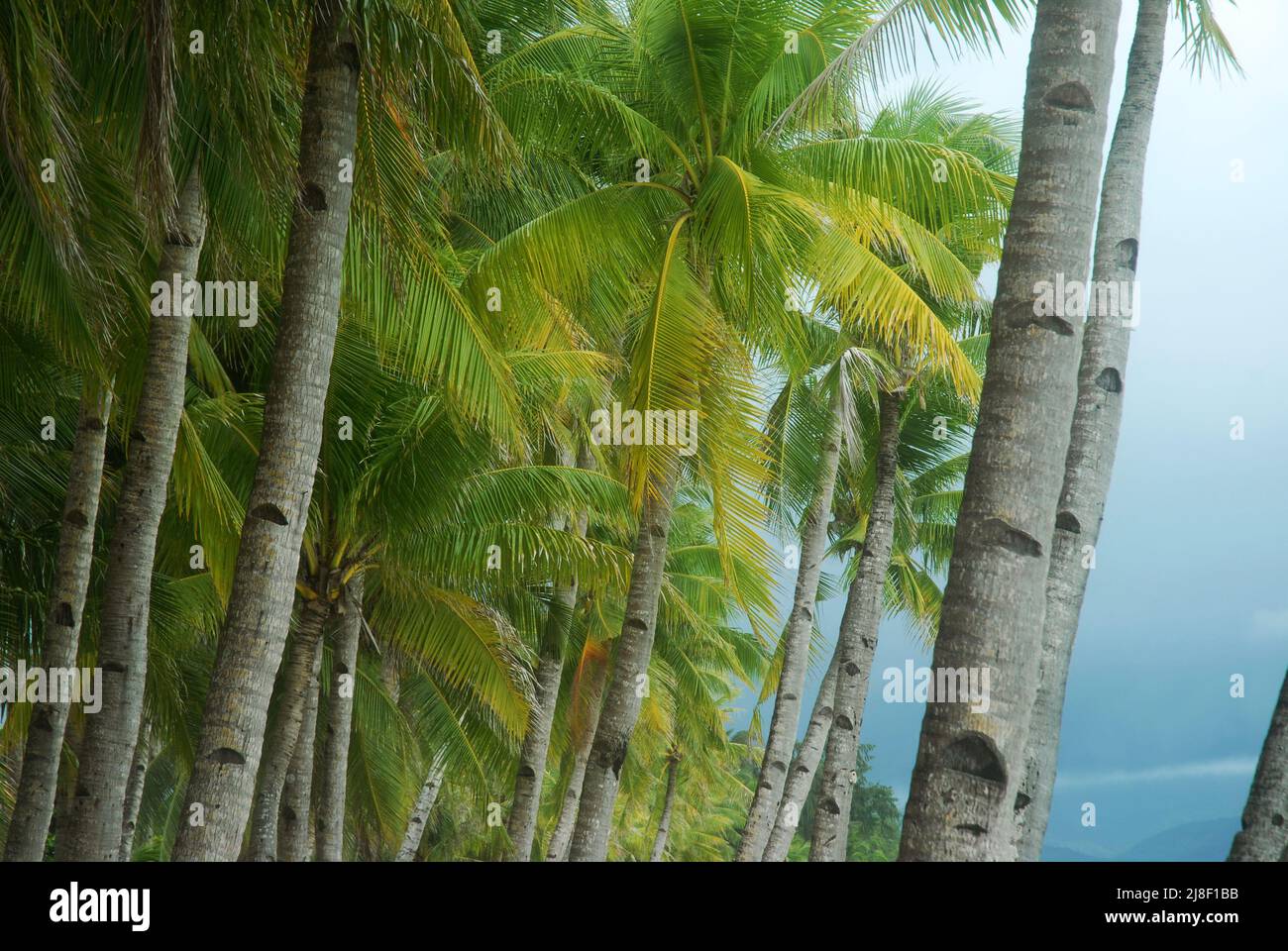 Palm Trees, White Beach, Boracay, The Visayas, Philippines, Southeast ...