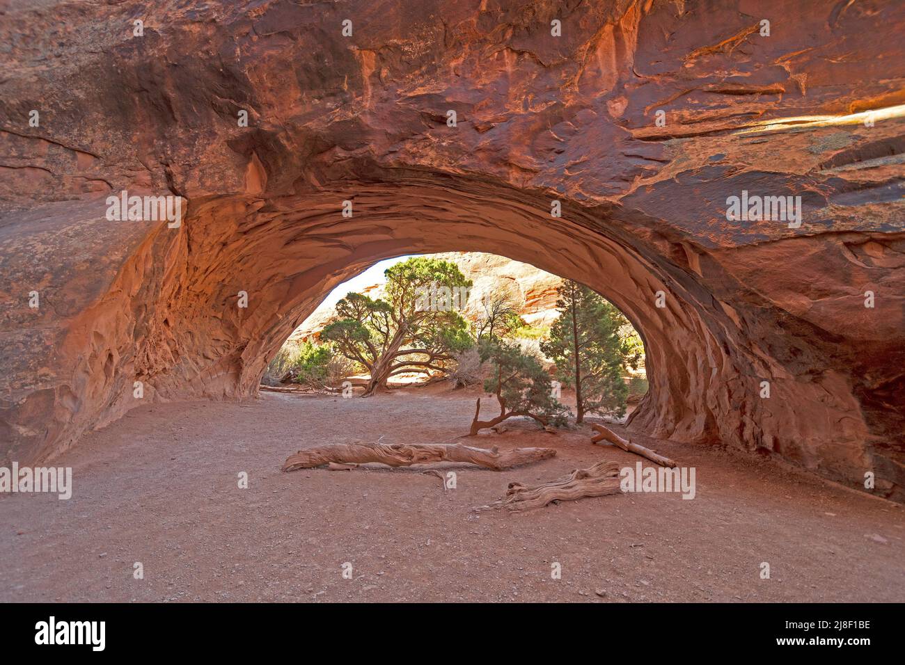 Pine Trees Through a Natural Arch at Navajo Arch in Arches National ...