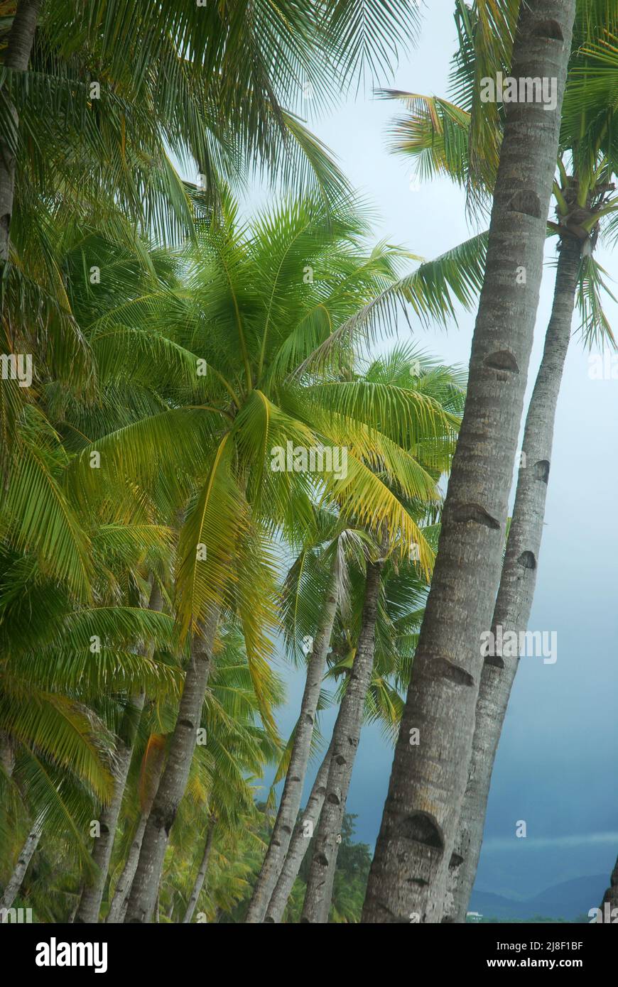 Palm Trees, White Beach, Boracay, The Visayas, Philippines, Southeast ...