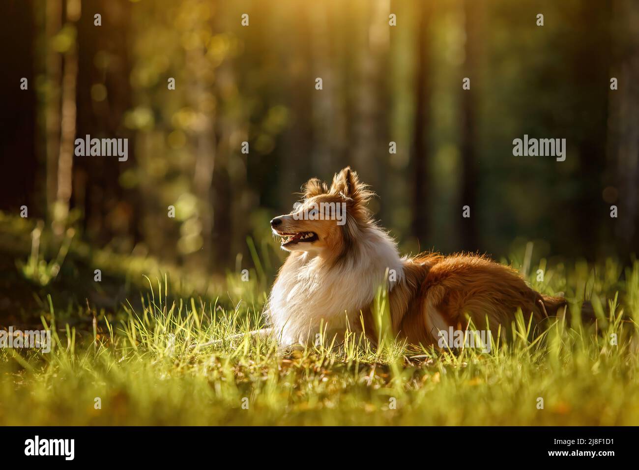 Fluffy sable color Sheltie dog in summer sunset forest Stock Photo - Alamy