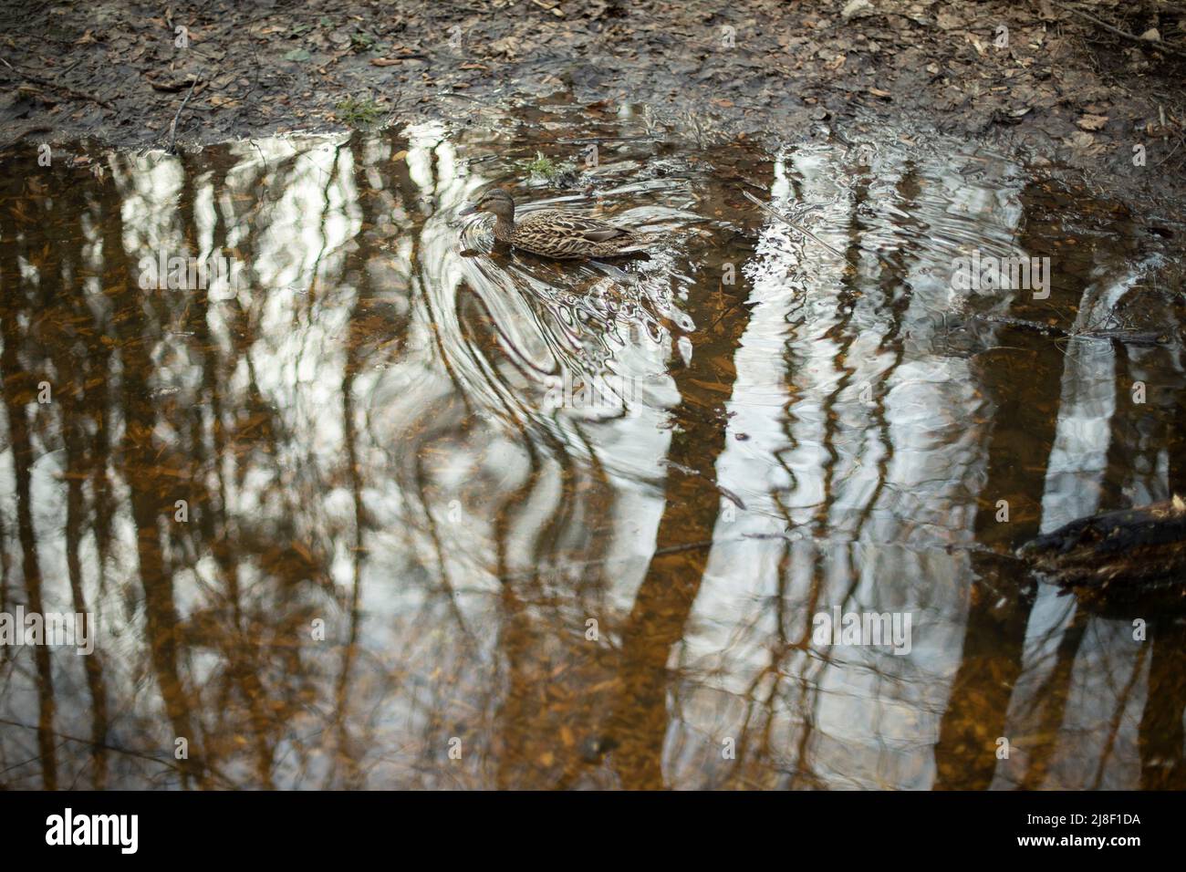 Ducks in water. Waterfowl. Wave of movement. Spring puddle in park ...
