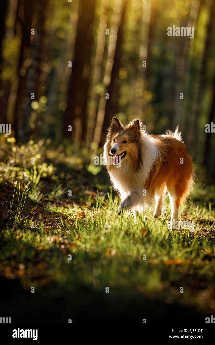 Fluffy sable color Sheltie dog in summer sunset forest Stock Photo - Alamy