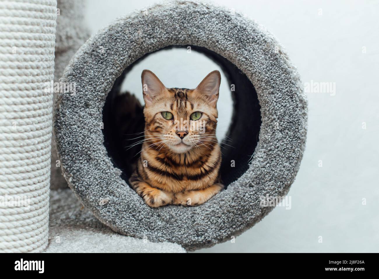 Young cute bengal cat laying on a soft cat's tube of a cat's house ...