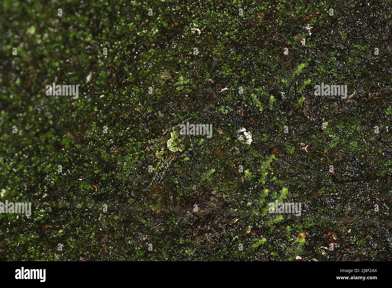 Green cryptic orbweaver spider (Cryptaranea sp Stock Photo - Alamy