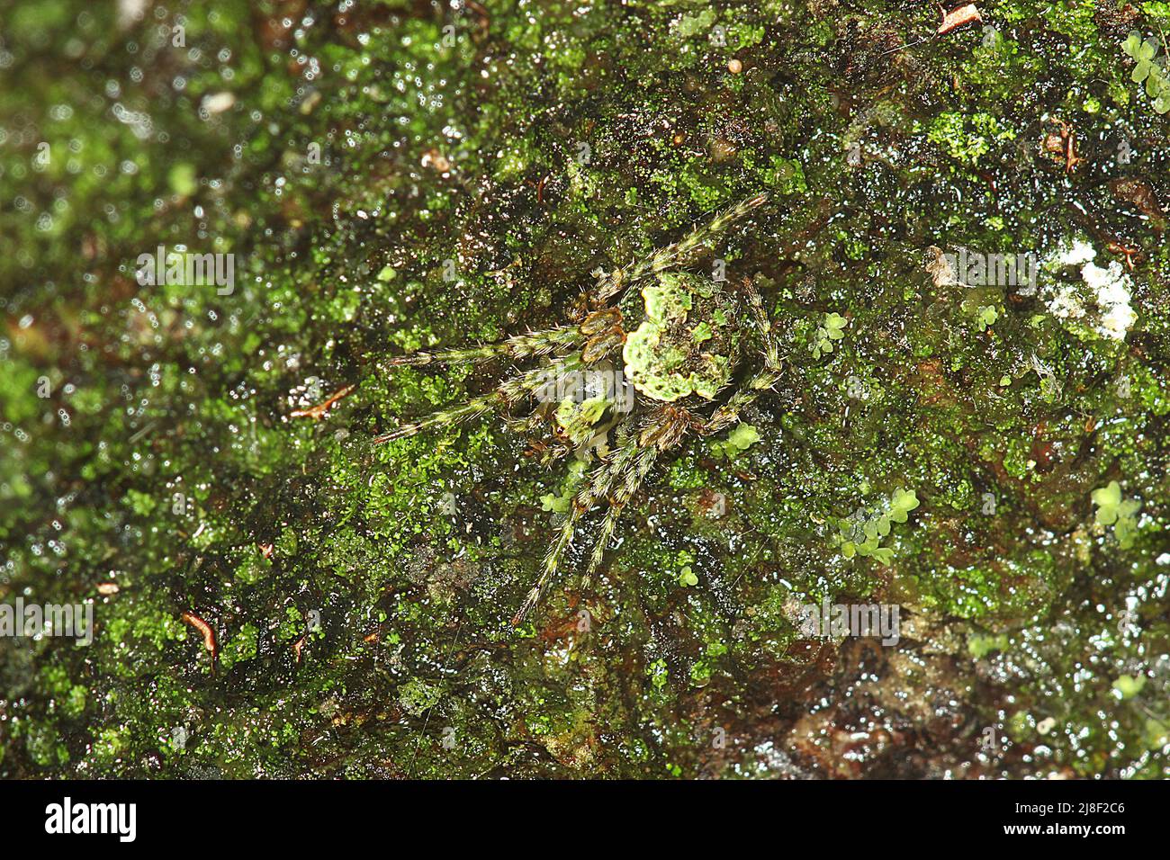 Green cryptic orbweaver spider (Cryptaranea sp Stock Photo - Alamy