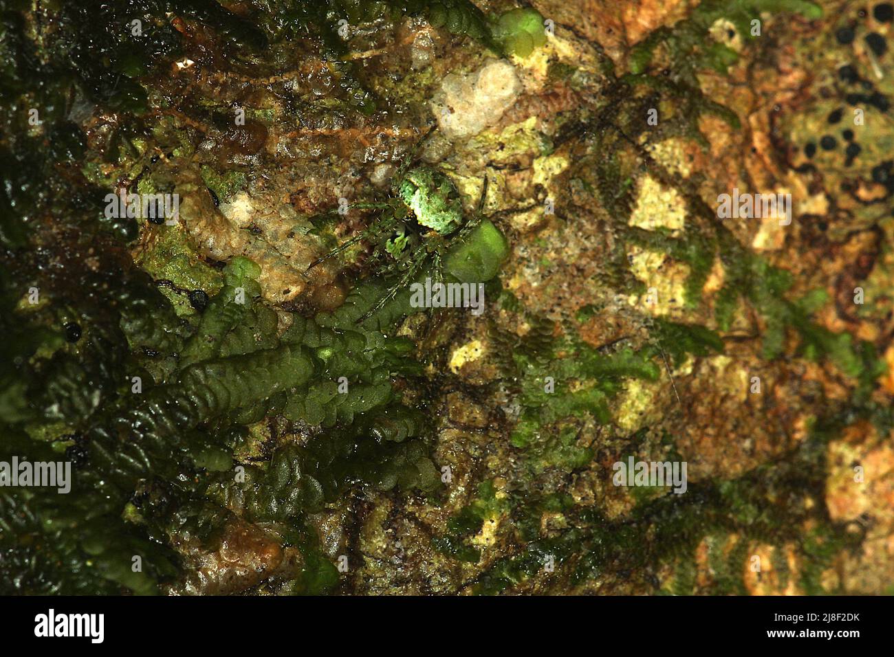 Green cryptic orbweaver spider (Cryptaranea sp Stock Photo - Alamy