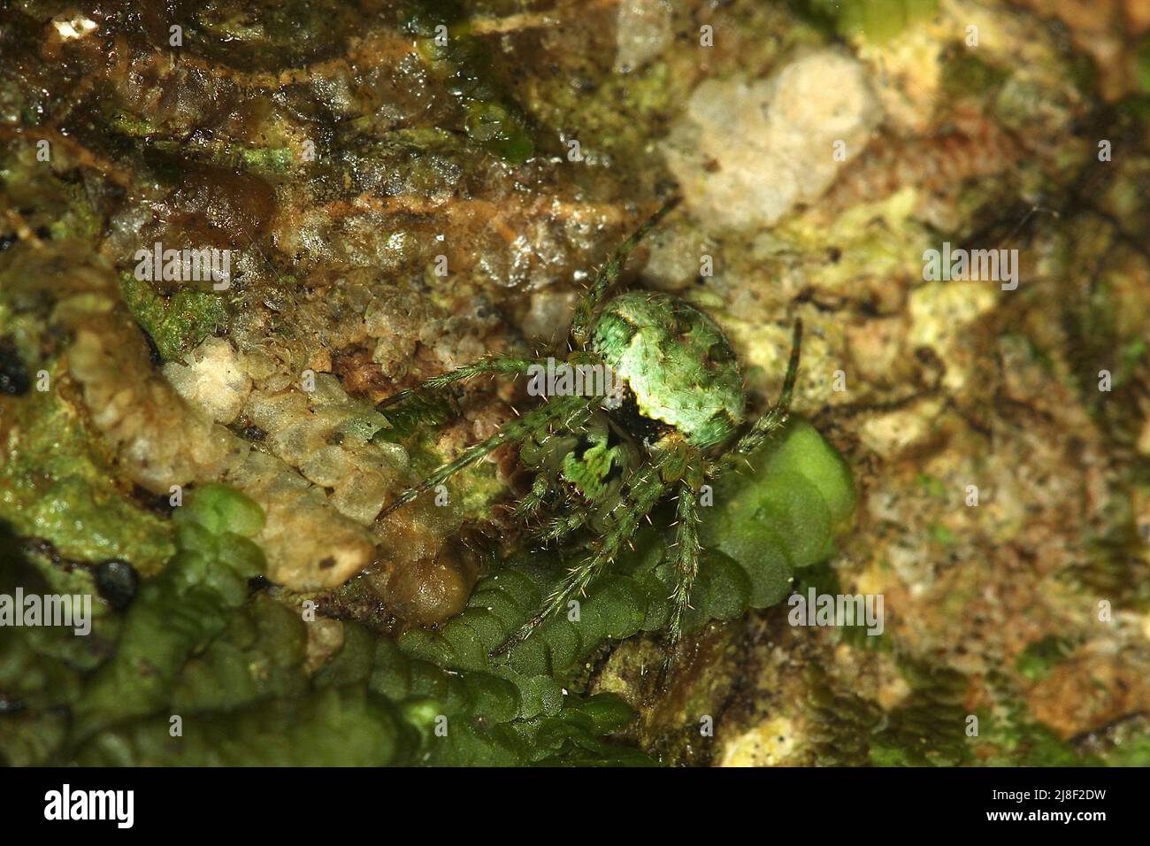 Green cryptic orbweaver spider (Cryptaranea sp Stock Photo - Alamy