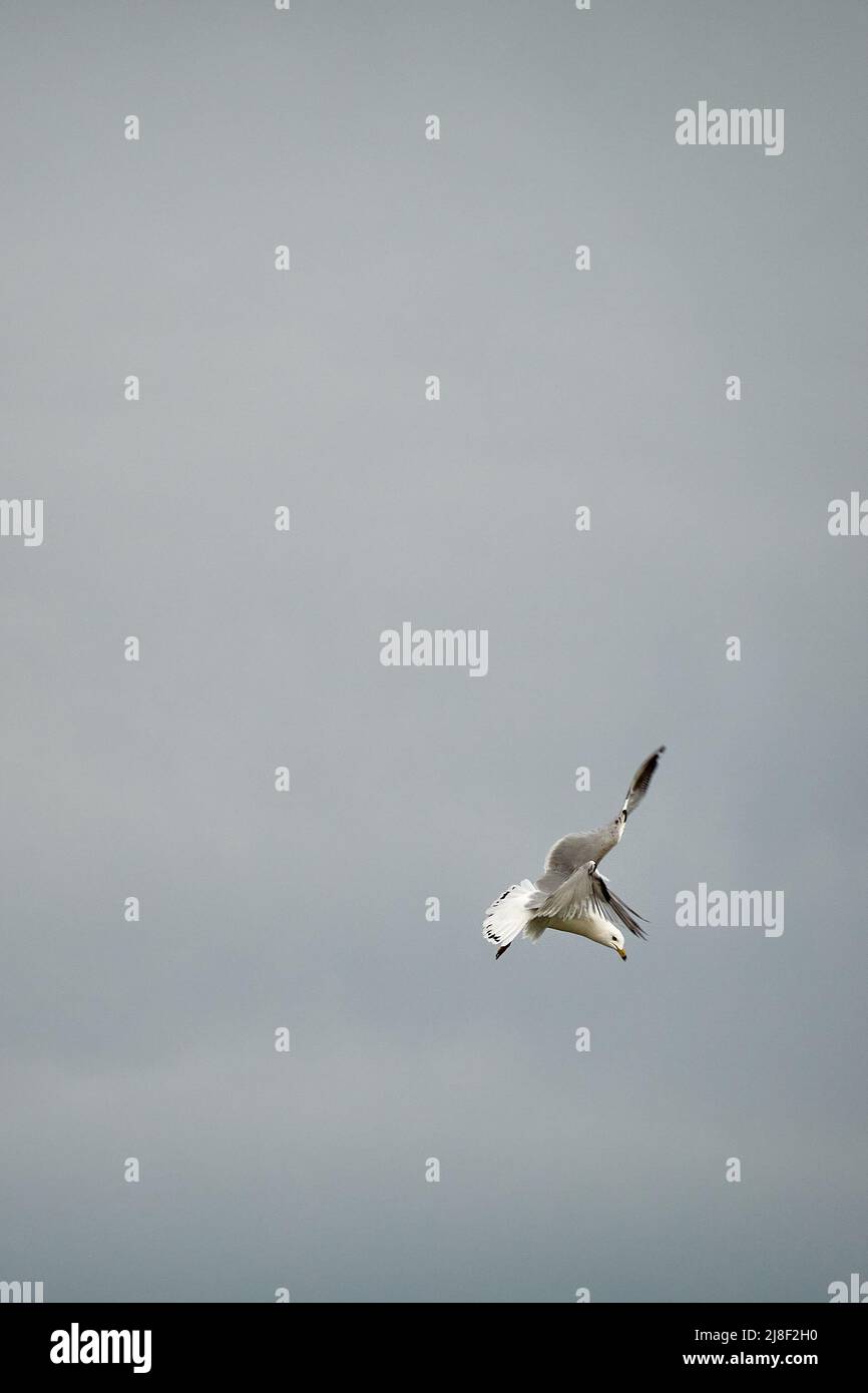 watching a seagull flying overhead Stock Photo - Alamy