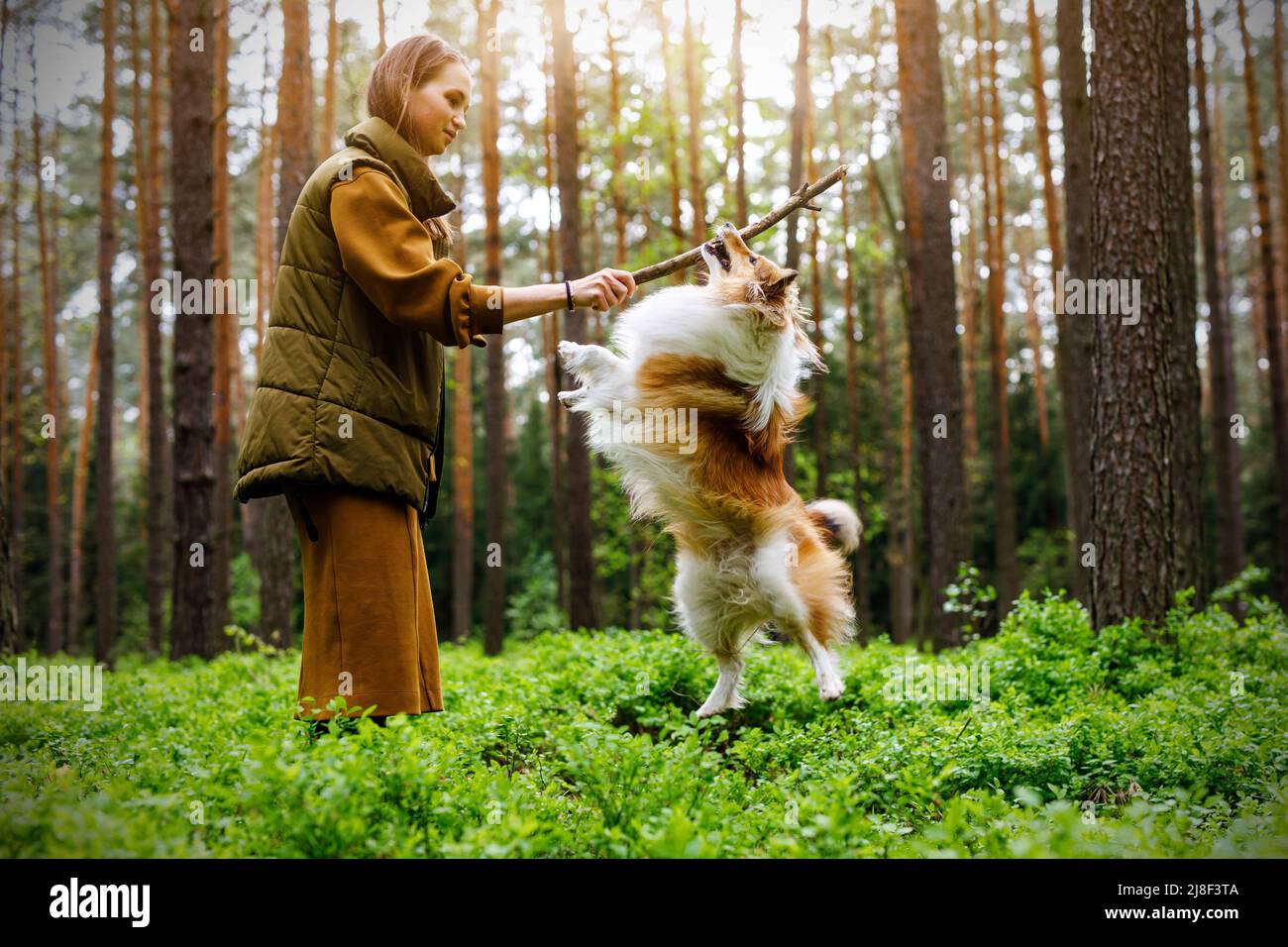 The owner plays with her dog in nature. Fluffy sheltie hunting for a ...