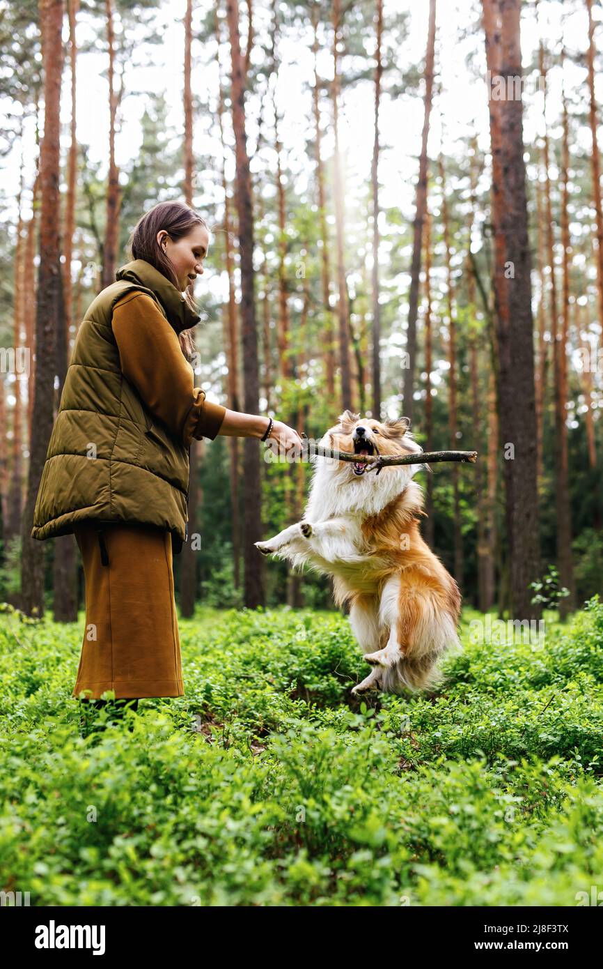 The owner plays with her dog in nature. Fluffy sheltie hunting for a ...
