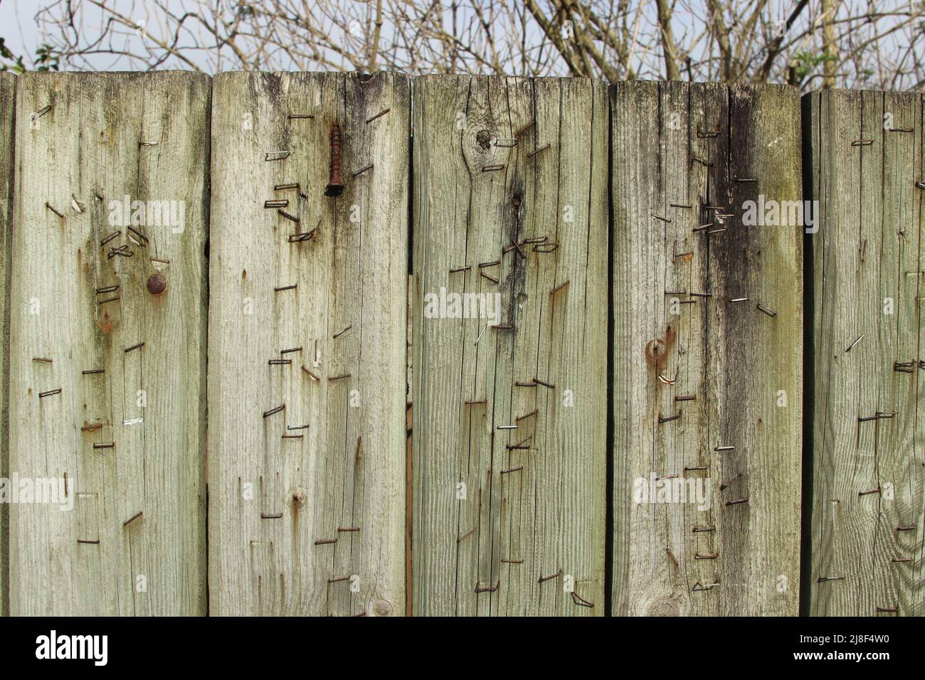 Photograph of wooden wall, full of staples of old posters, in the ...