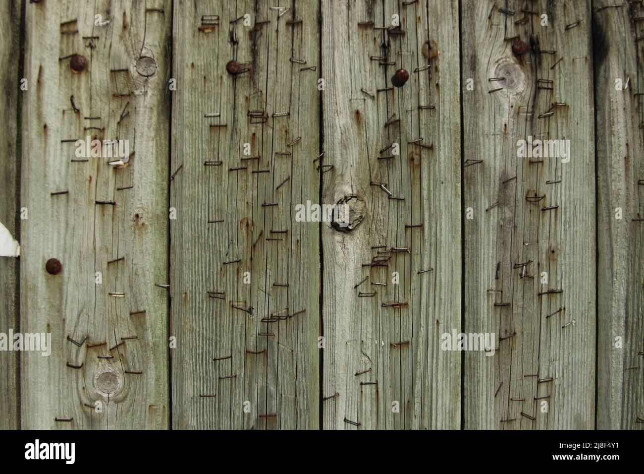 Photograph of wooden wall, full of staples of old posters, in the ...