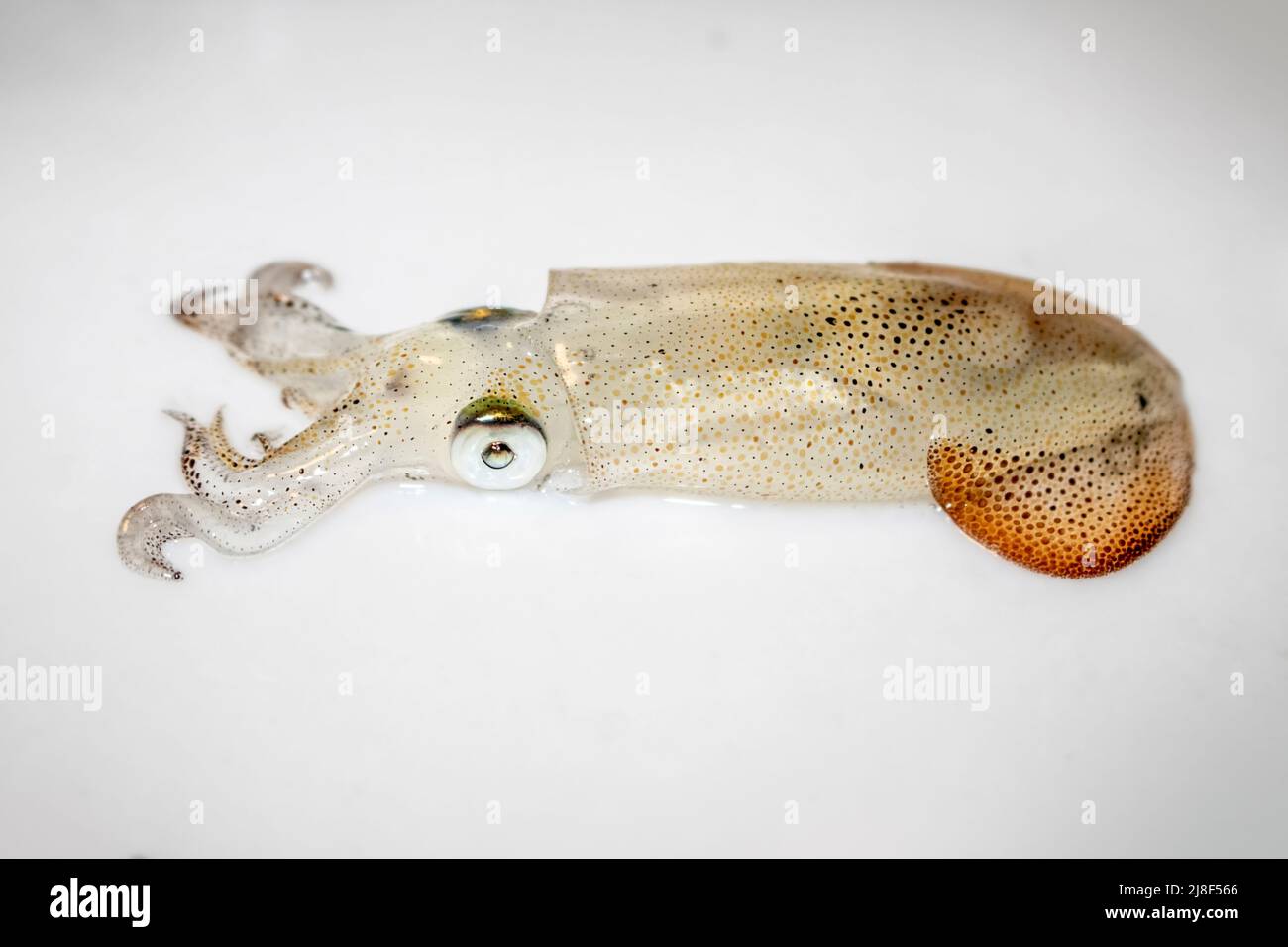 Cuttle fish colors hi-res stock photography and images - Alamy
