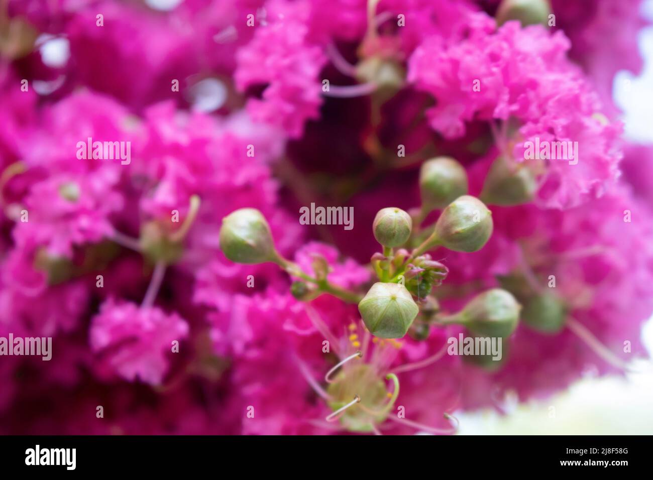 Budding pink flowers hi-res stock photography and images - Alamy