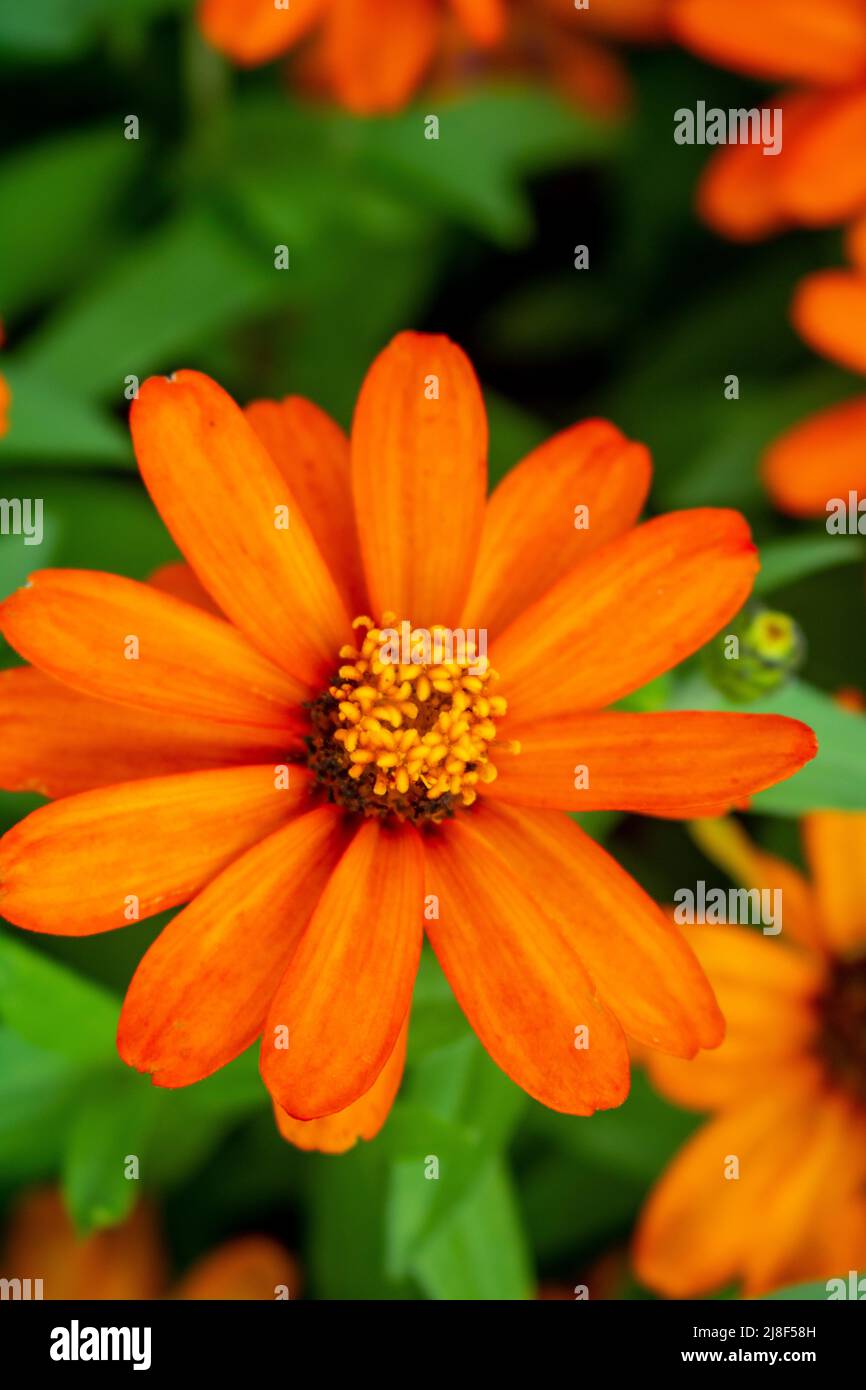 Orange zinnia flower with yellow center hi-res stock photography and ...