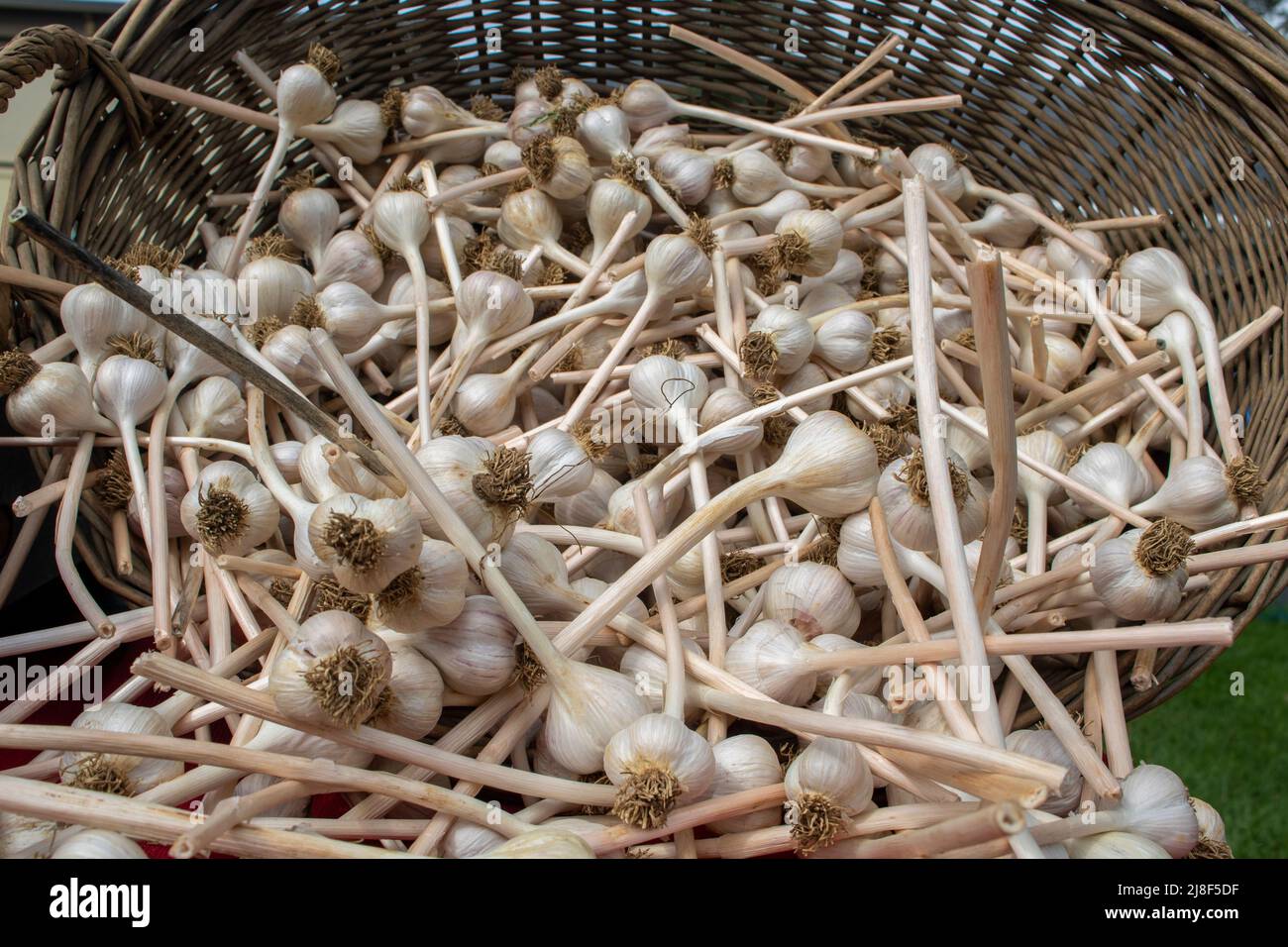 Garic close up hi-res stock photography and images - Alamy