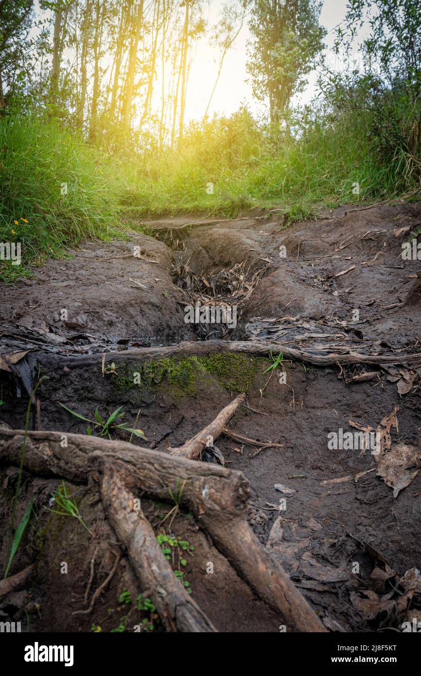 Dirt trail background in the middle of a forest with mud and branches ...