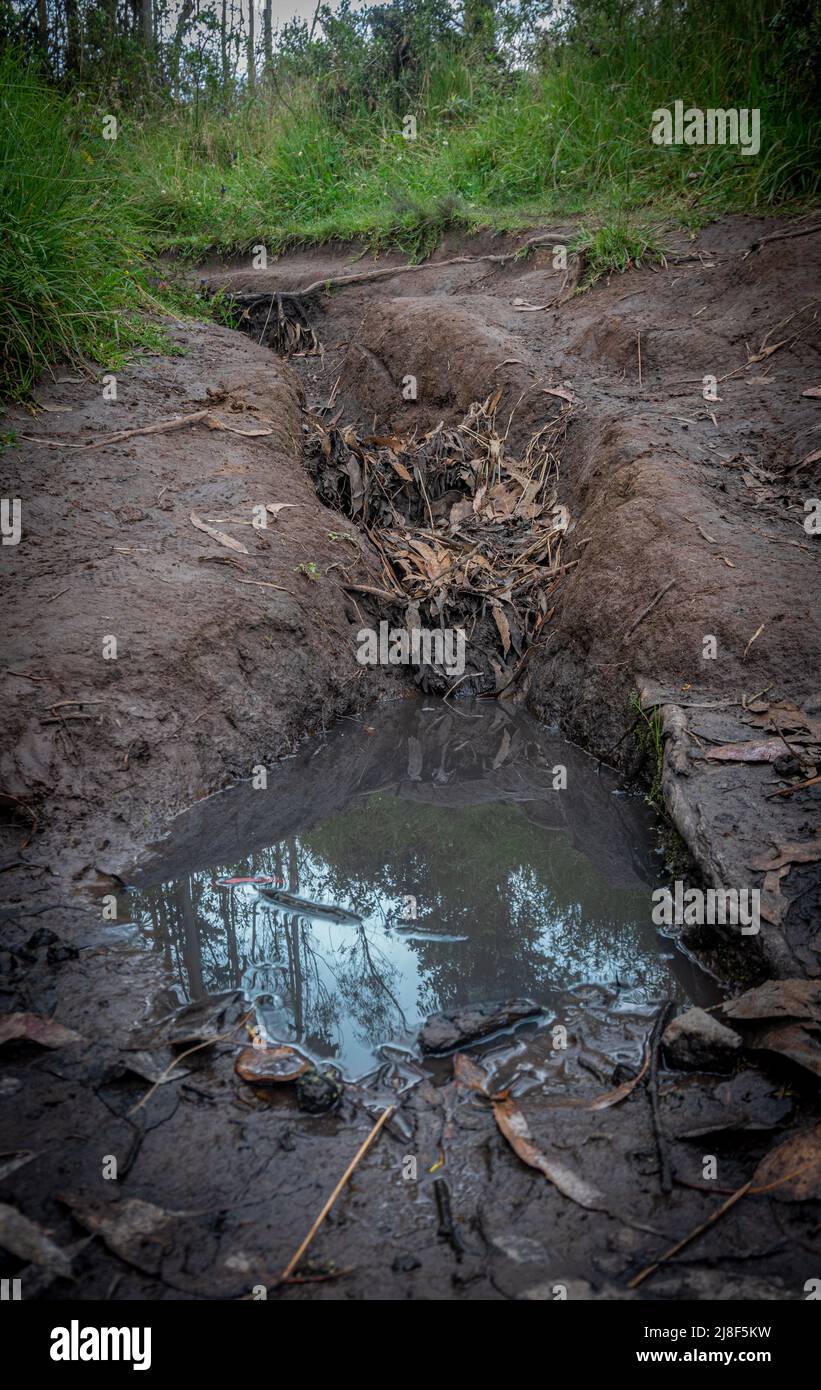 rural path with a puddle of water in the middle of a forest on a ...