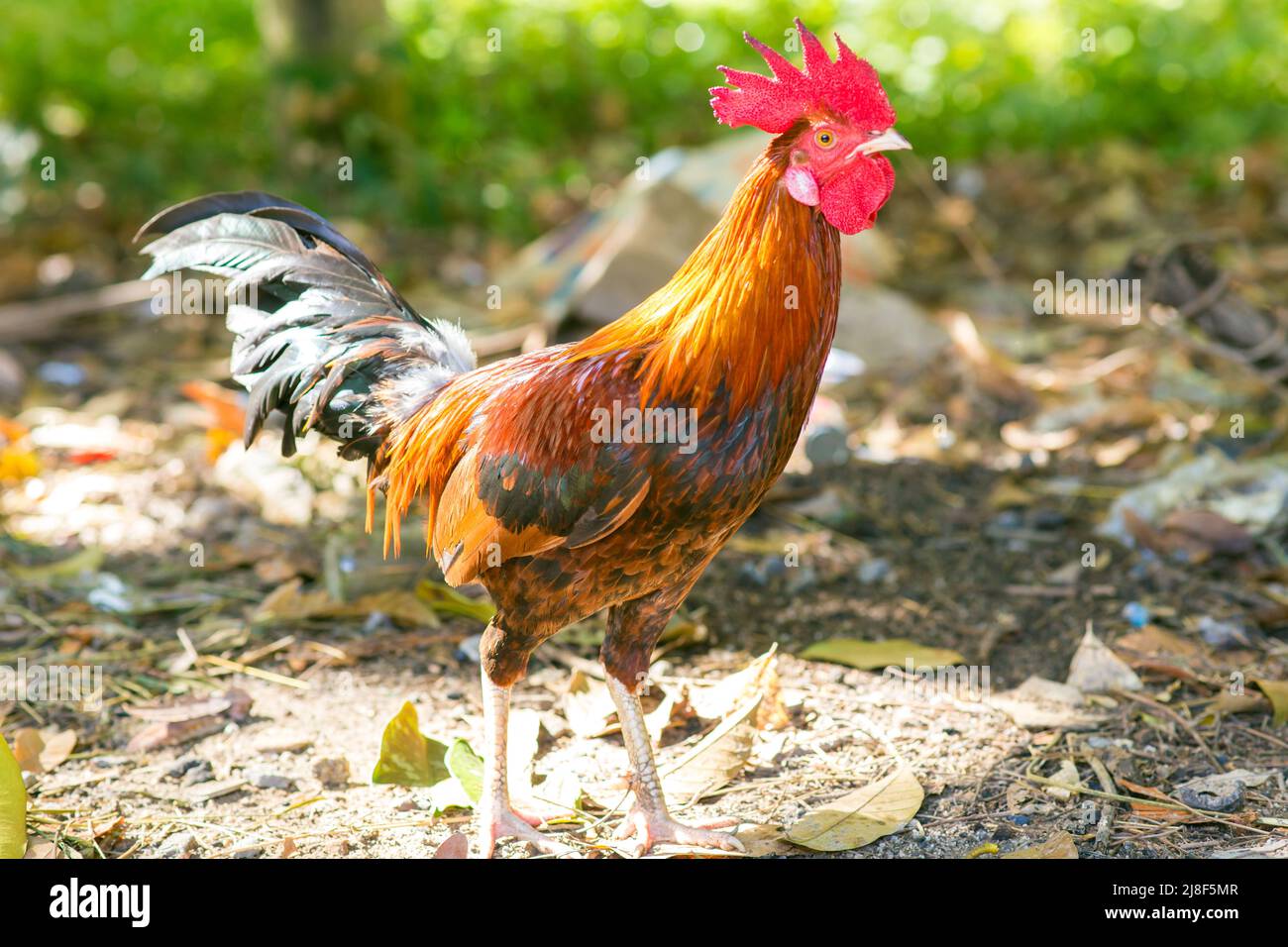 Rooster on soil with green grass field background Stock Photo - Alamy
