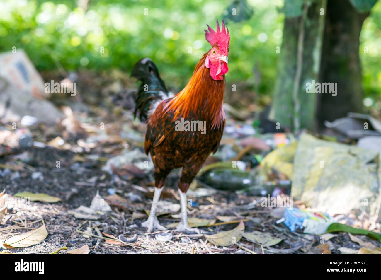 Rooster on soil with green grass field background Stock Photo - Alamy