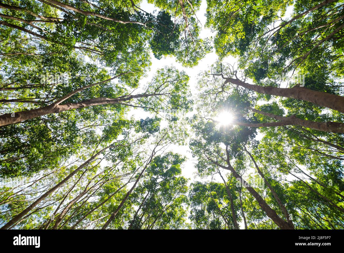 Rubber tree agricultural background, Green leaves many branch Stock ...