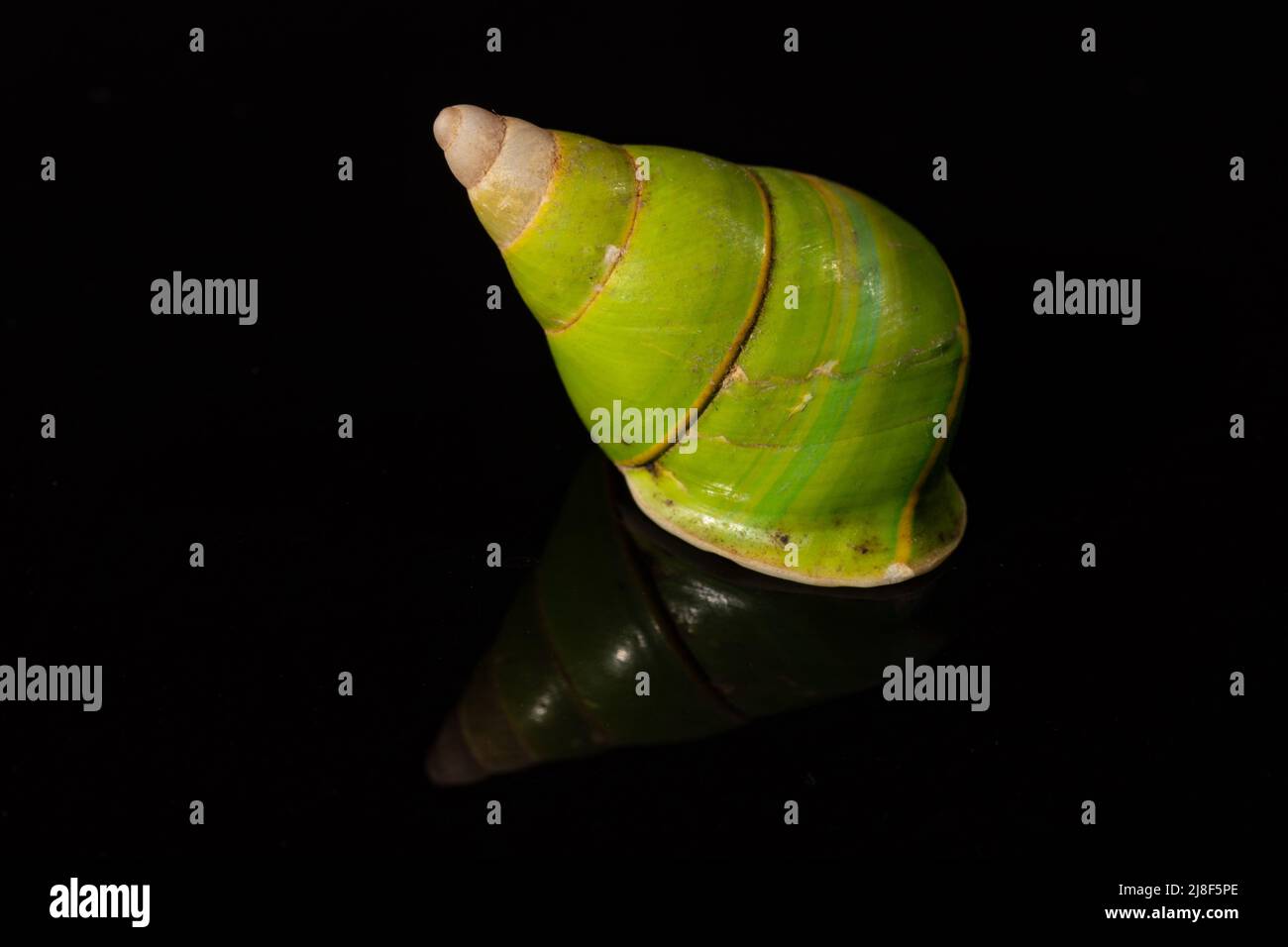 Manus Green Tree Snail (Papustyla pulcherrima Stock Photo - Alamy